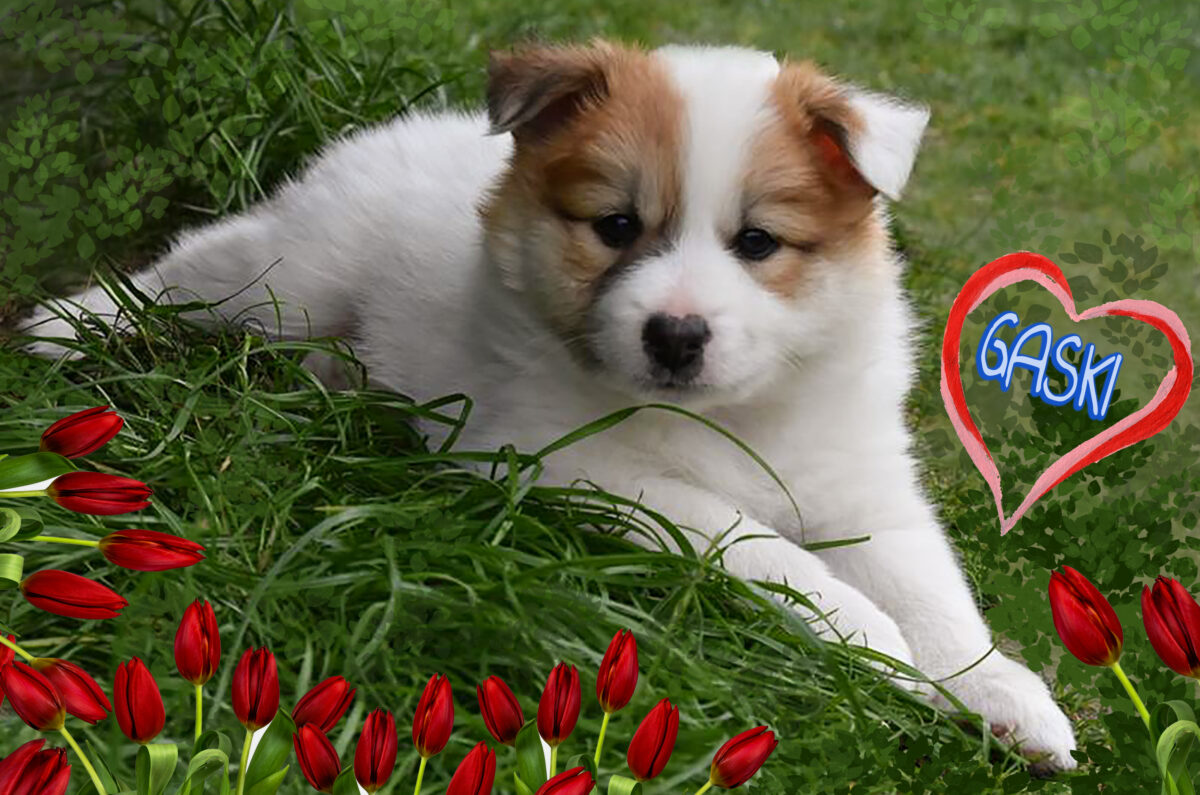 Handsome Gaski - IJslandse Honden | kennel Fráhálendi